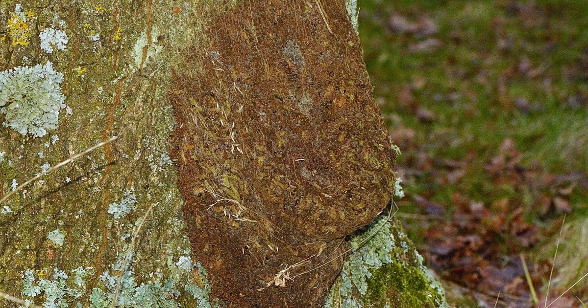 Egeprocessionsspinderen er nu også set i Nyborg Kommune - Nyborg.dk